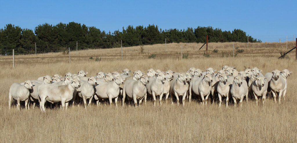 Latest News - Australian White Sheep Breeders Association