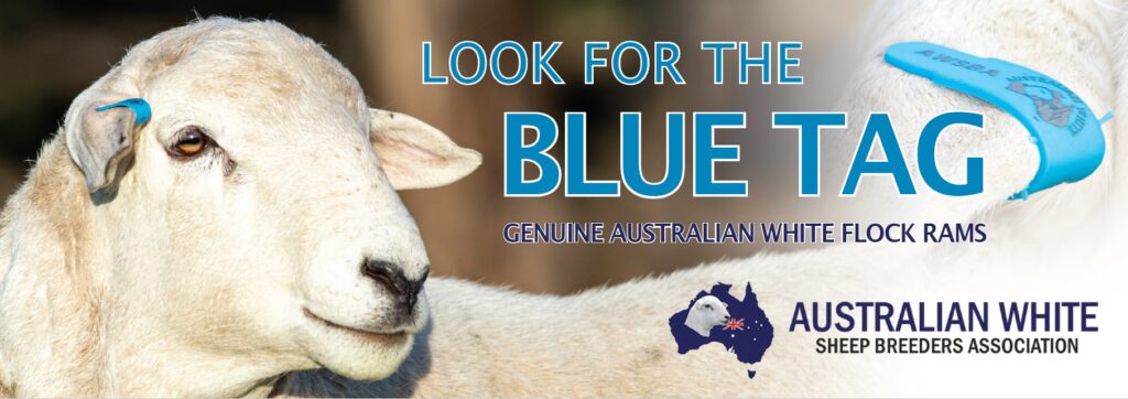 AWSBA Blue Tag - Australian White Sheep Breeders Association