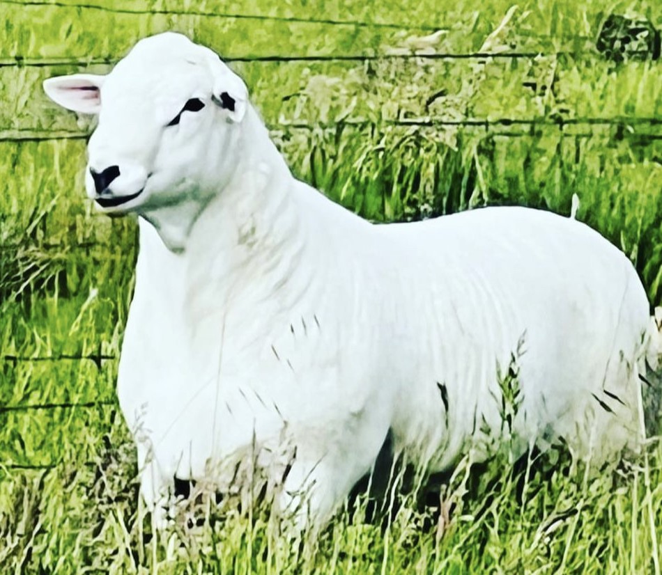 Latest News - Australian White Sheep Breeders Association