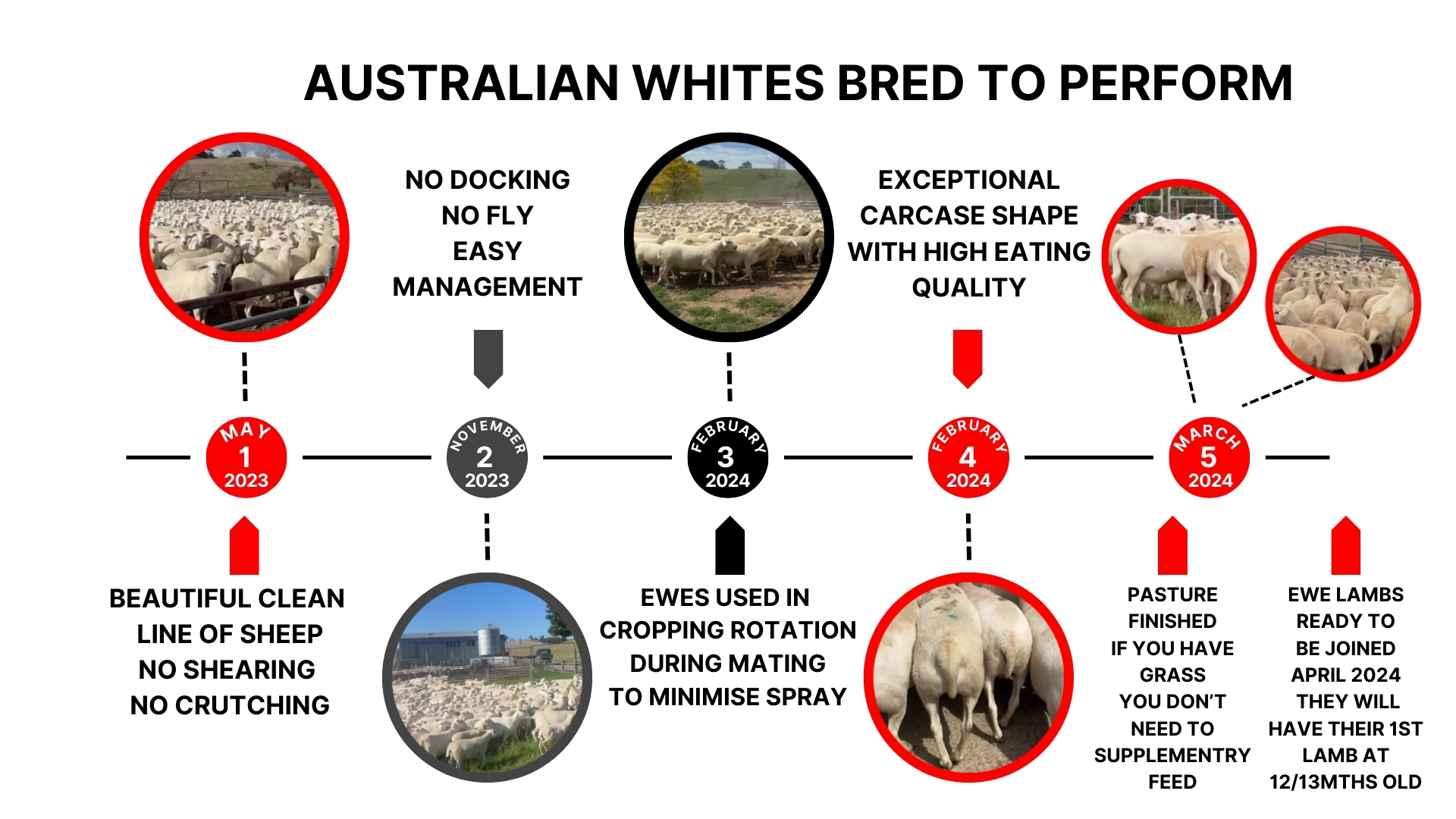 Australian White Sheep Breeders Association - About Australian White Sheep